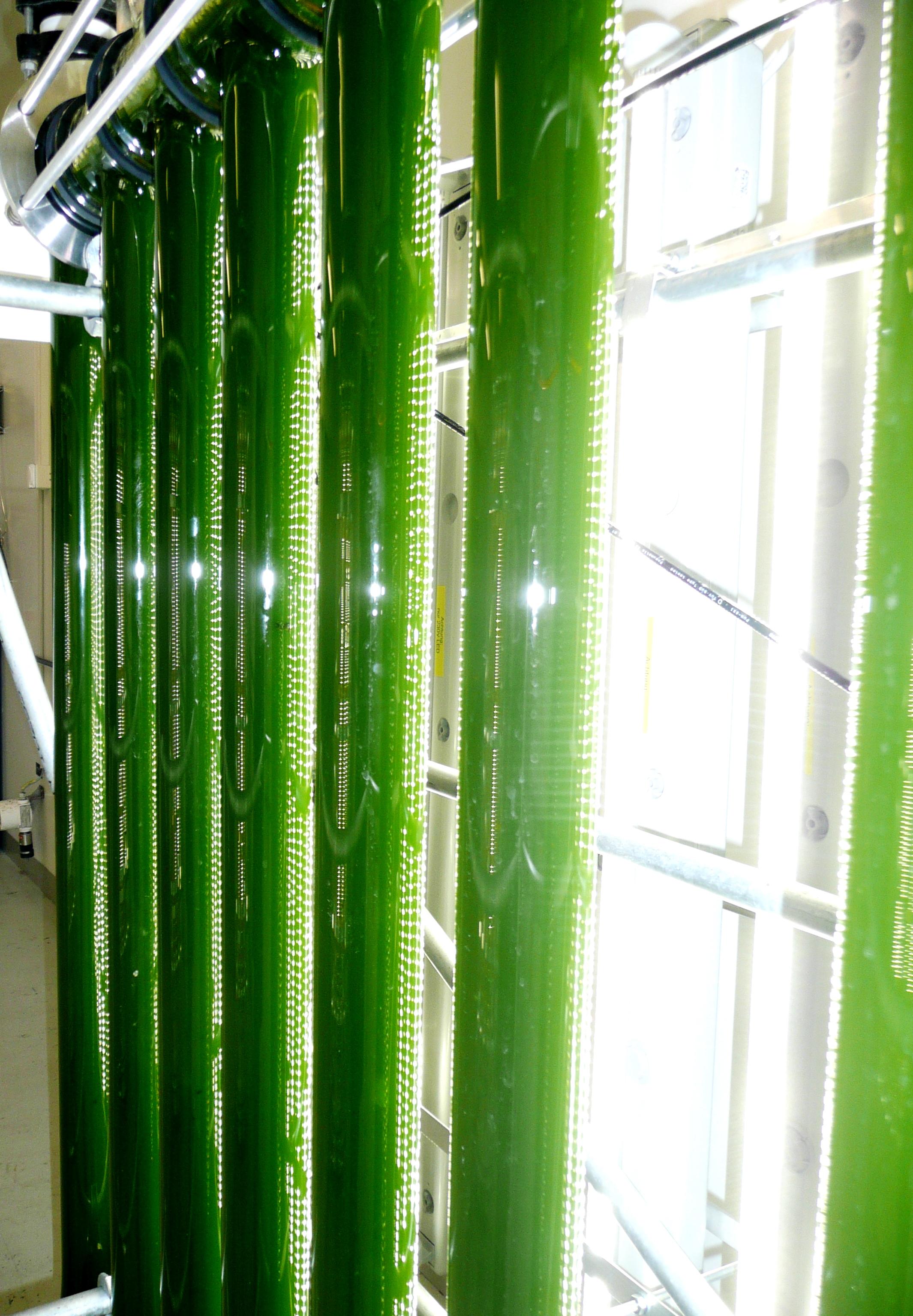 Development of an axenic Algae production | Mibelle Biochemistry