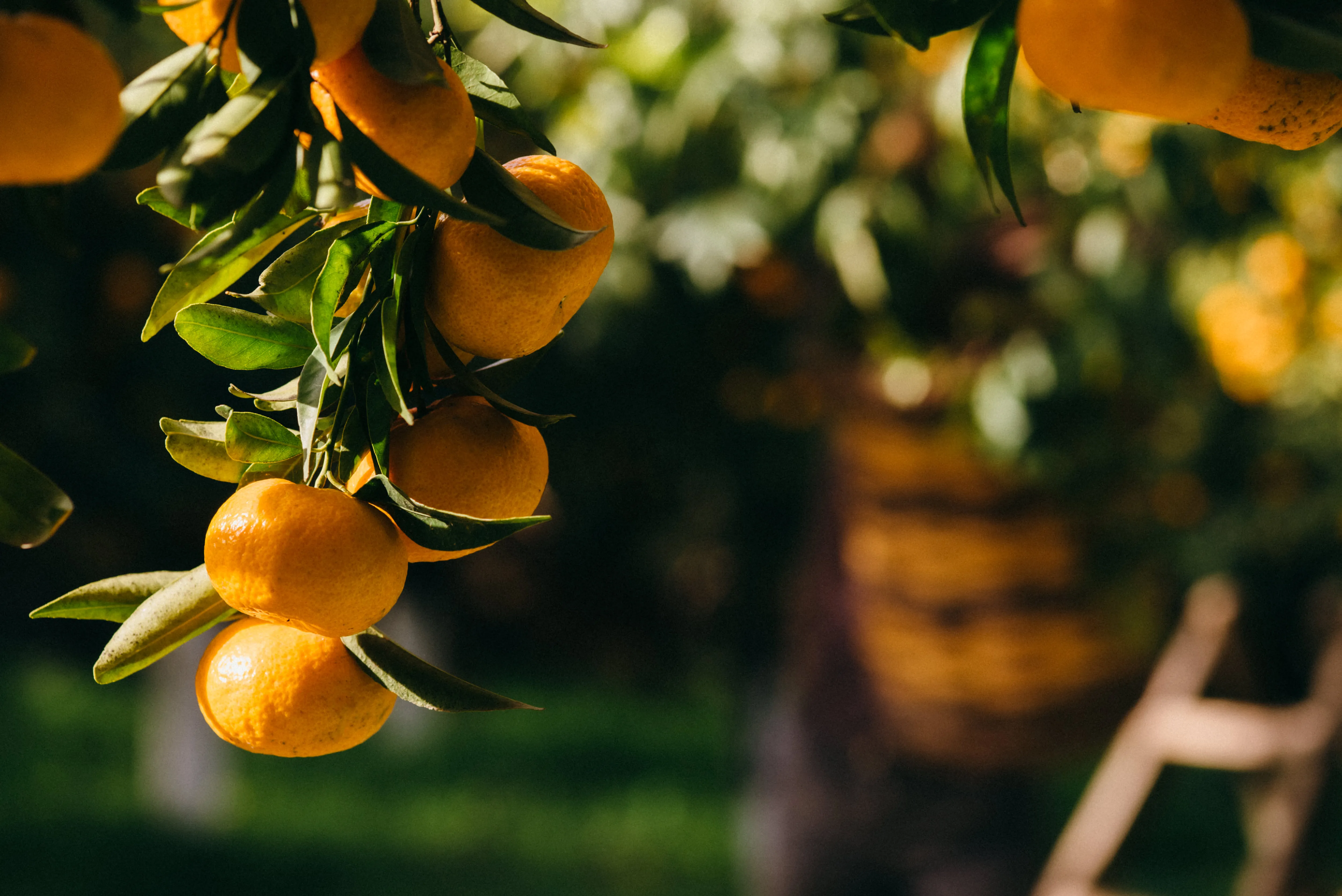 Learn more about the special Chios mandarin | Mibelle Biochemistry