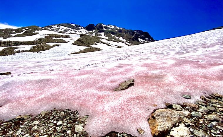 Snow Algae Powder | Mibelle Biochemistry